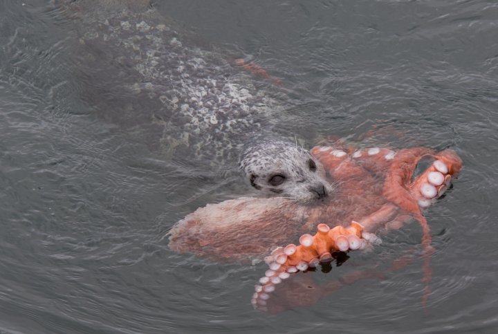 PHOTOS: B.C. resident captures rare fight between seal and octopus ...