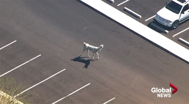 WATCH: Police chase escaped llamas through Phoenix-area retirement ...