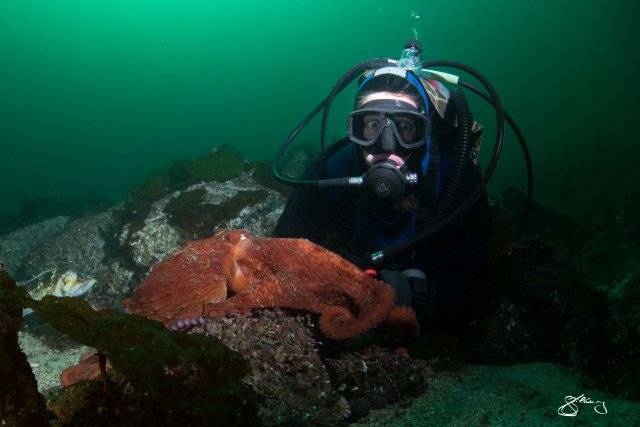 WATCH: Local diver’s encounter with a giant octopus goes viral ...