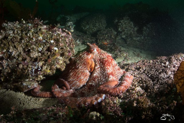 WATCH: Local diver’s encounter with a giant octopus goes viral ...
