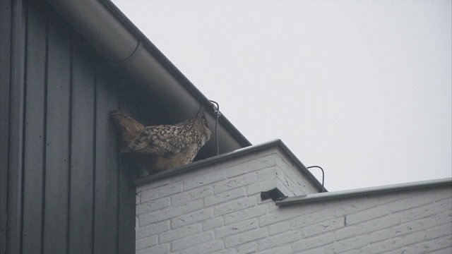 Aggressive owl sinks its talons into residents of Dutch town - National ...