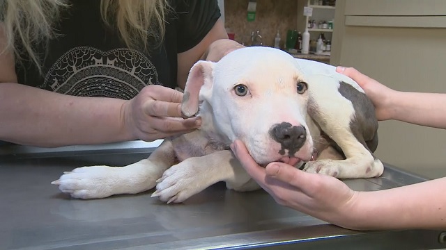 WATCH: Abandoned and disabled pit bull puppy gets new chance at life ...