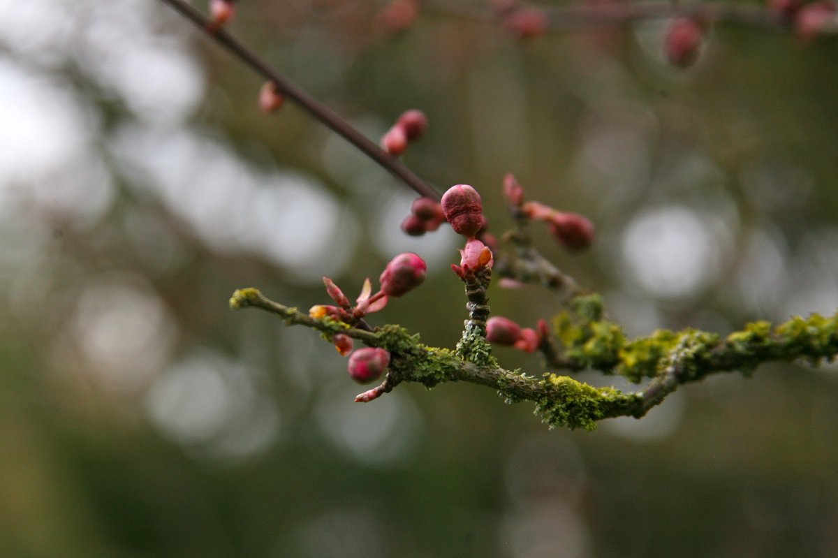 Early Vancouver spring a boon to many businesses | Globalnews.ca
