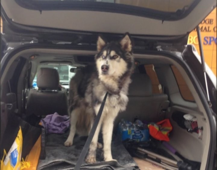 Rescuer of severely emaciated Siberian husky wants to adopt her ...