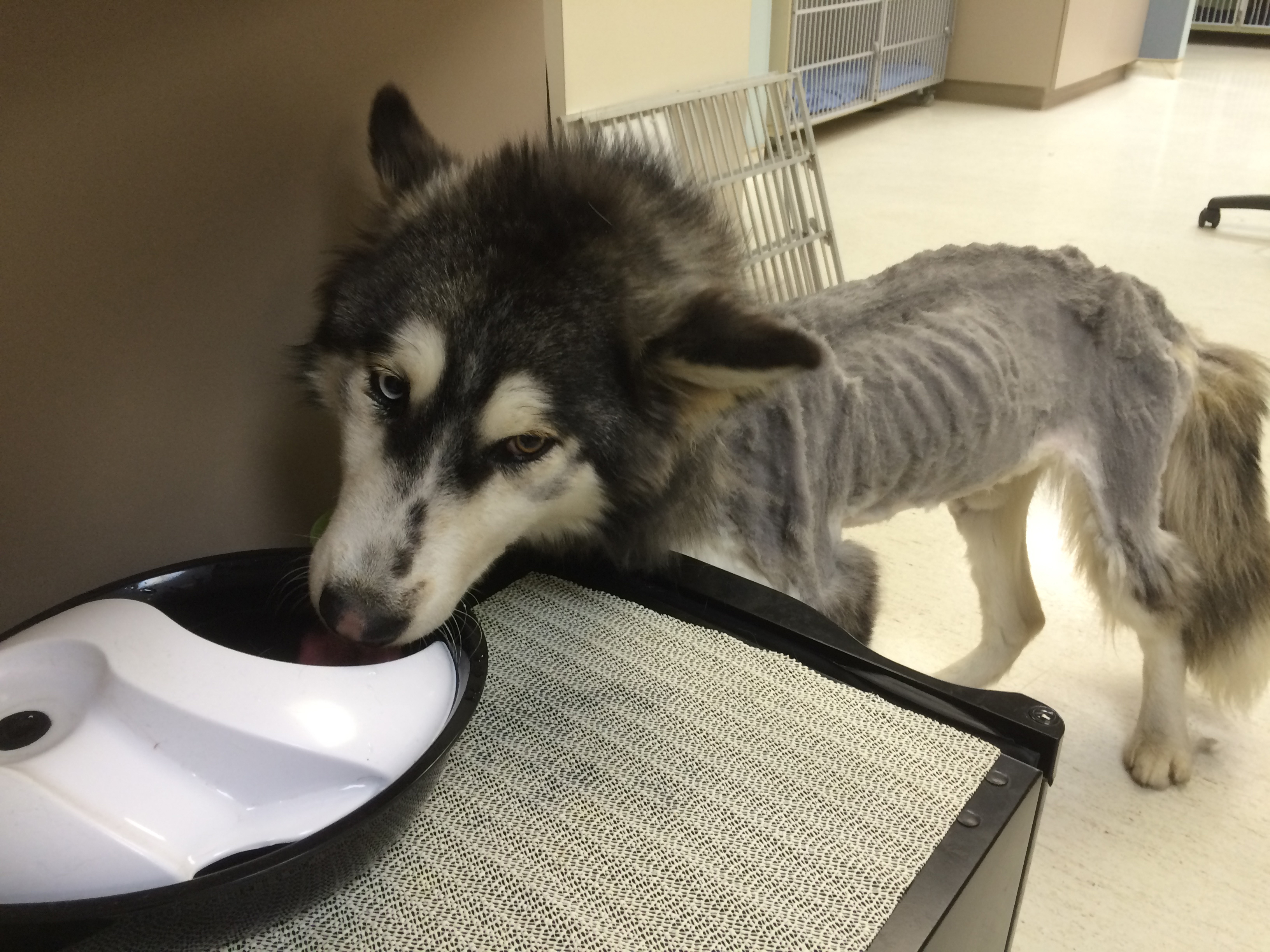 Severely emaciated Siberian husky found wandering in Maple Ridge - BC ...
