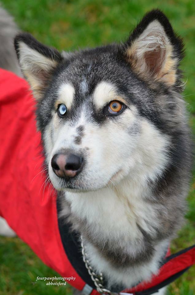 Husky found wandering and starving is “getting stronger every day” - BC ...