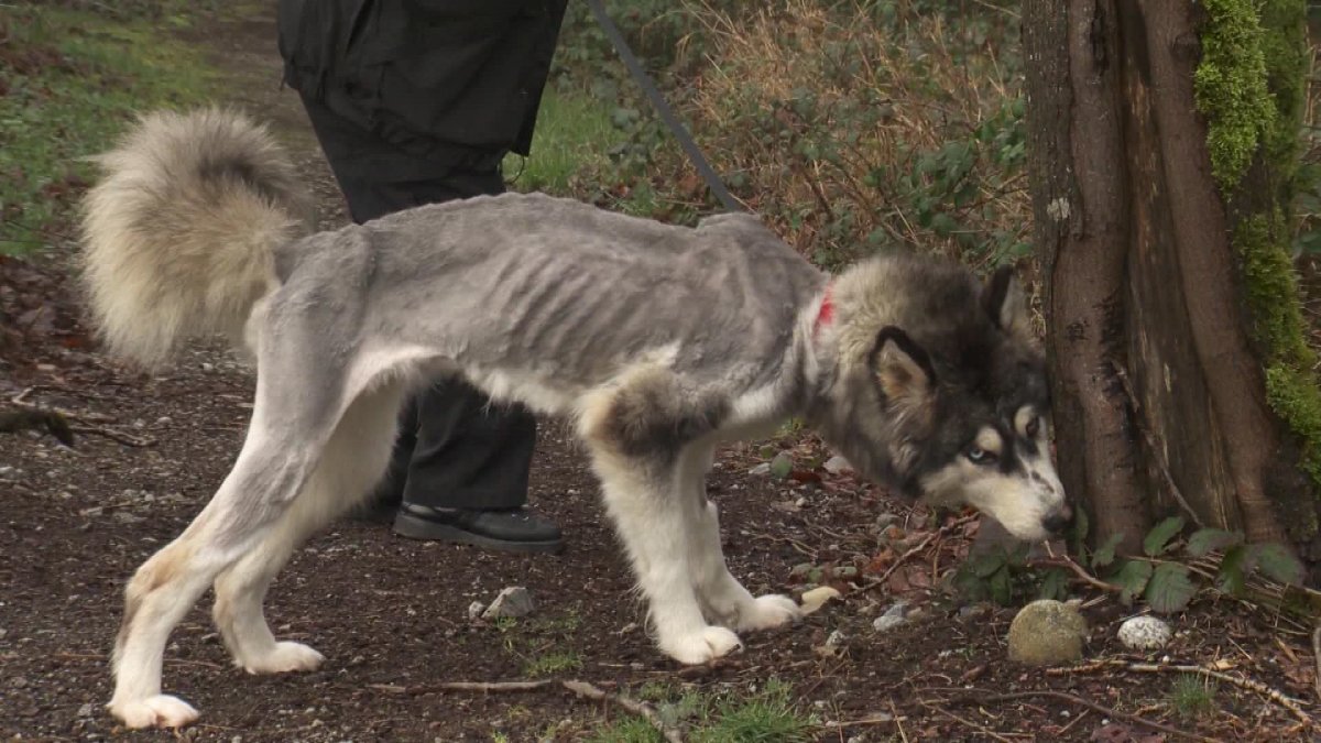 Rescuer of severely emaciated Siberian husky wants to adopt her ...