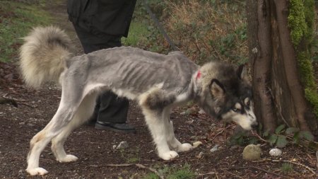Rescuer of severely emaciated Siberian husky wants to adopt her ...