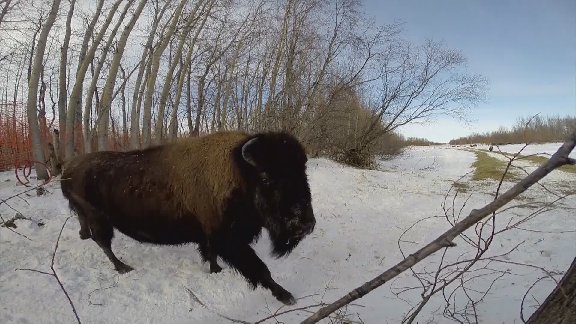 100 wood bison flown into Alaska to help re-establish species ...