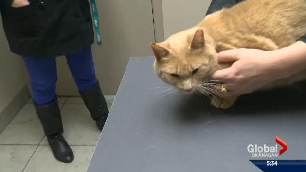 Okanagan cat grabs attention of Iconic Canadian | Globalnews.ca