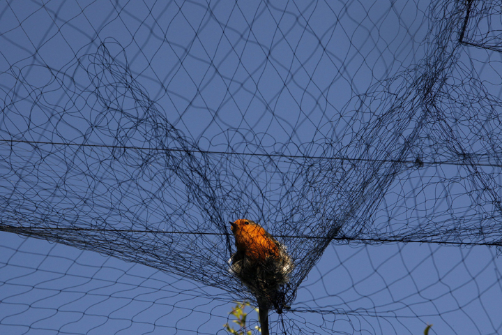 Cyprus conservation group says illegal bird trapping is at ‘record ...