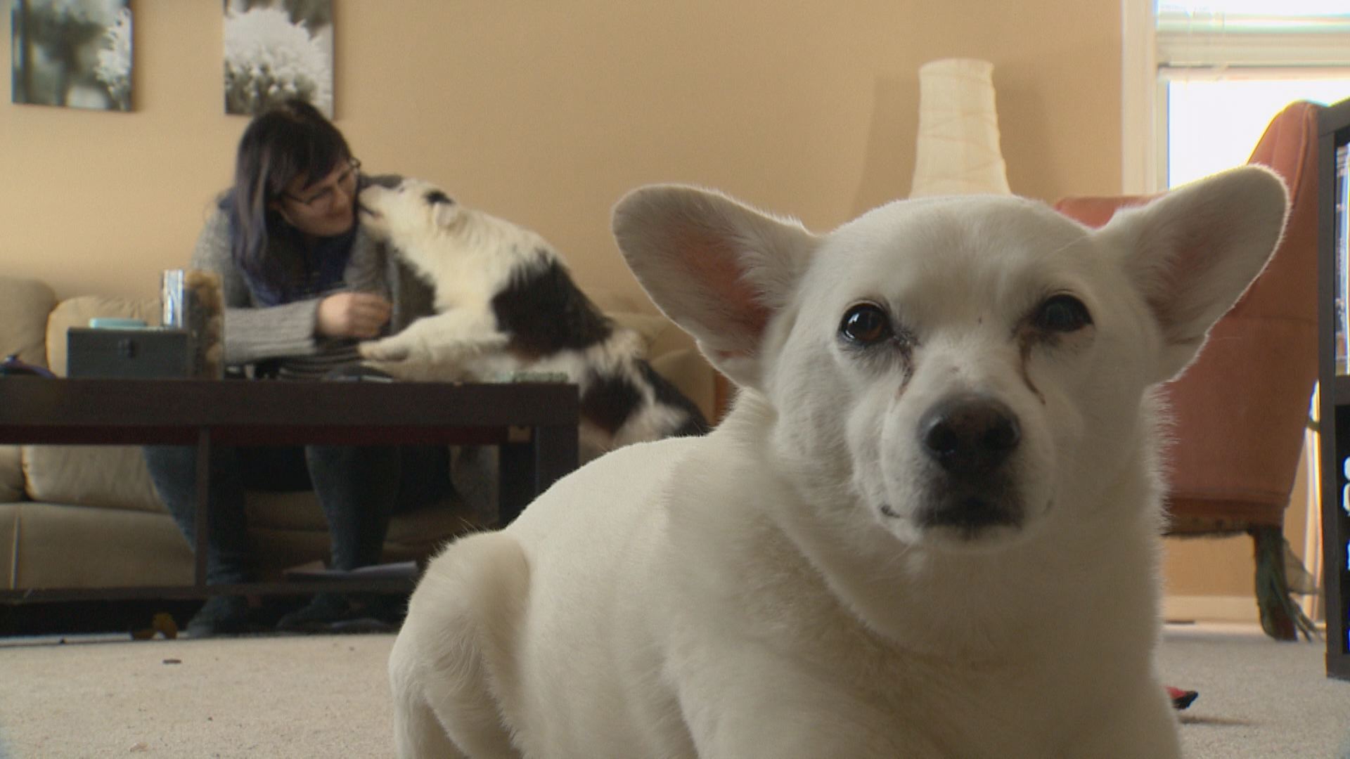 Regina volunteers rescue stray dogs from rural prairie communities ...