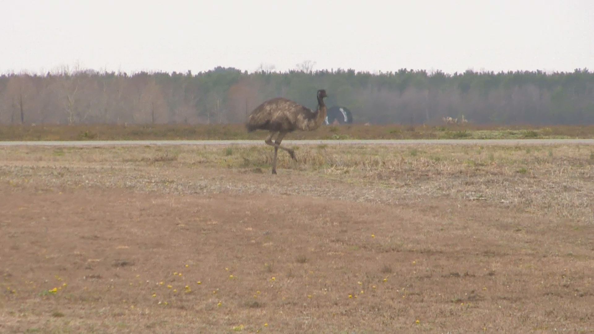 WATCH: Spooked emu jumps fence, escapes from farm - National ...