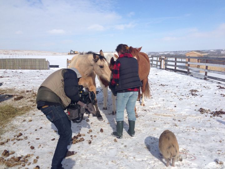 Alberta farm animal rescue sanctuary struggles to keep up with ...