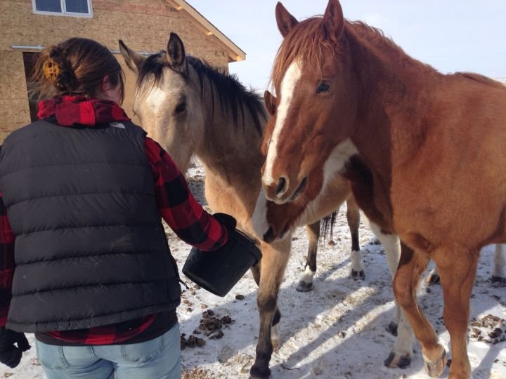 Alberta farm animal rescue sanctuary struggles to keep up with ...