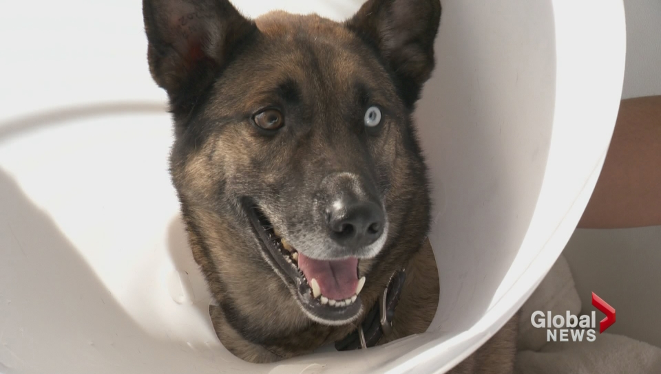 Animal control officers investigating serious dog attack in Coquitlam ...