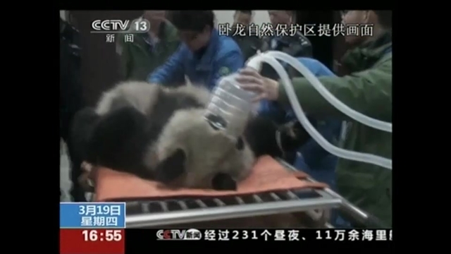 Wild panda found malnourished, ill slowly nursed back to health ...