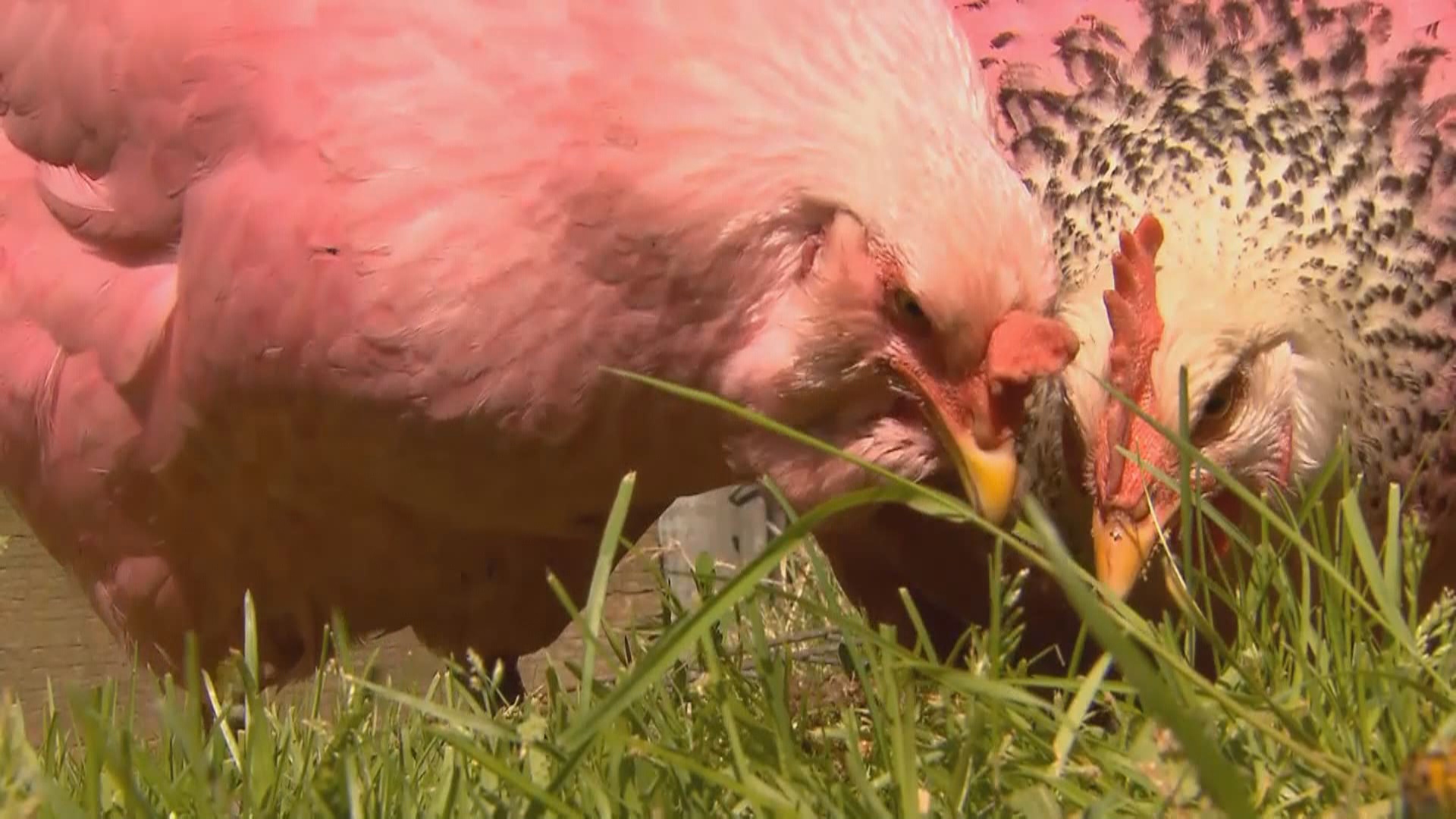 WATCH: Mystery of Portland’s wandering pink chickens solved - National ...