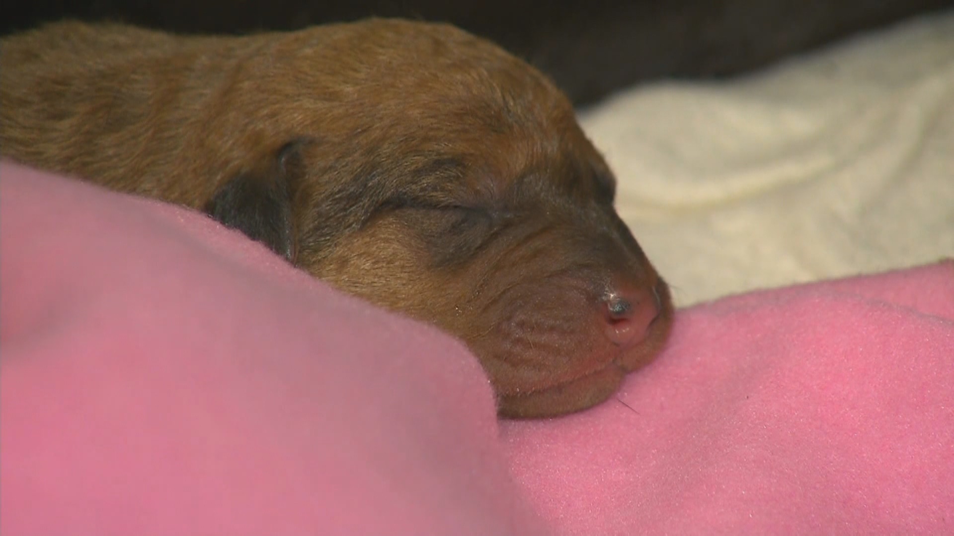 WATCH: Stray dog helps rescue litter of 10 puppies - National ...