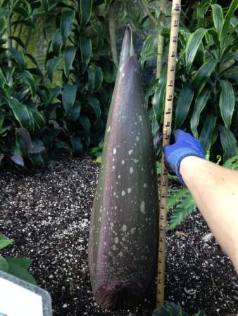 Putrella the corpse flower in bloom again at the Muttart Conservatory ...