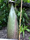 Putrella the corpse flower in bloom again at the Muttart Conservatory ...