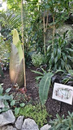 Putrella the corpse flower in bloom again at the Muttart Conservatory ...