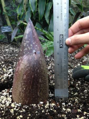 Putrella the corpse flower in bloom again at the Muttart Conservatory ...