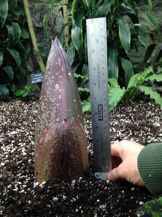 Putrella the corpse flower in bloom again at the Muttart Conservatory ...