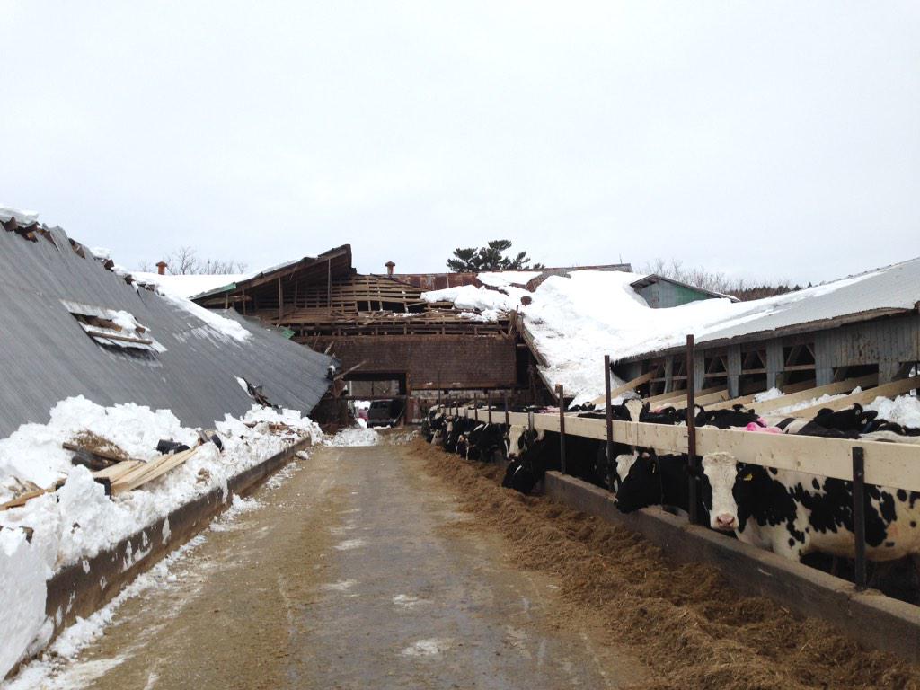 Sussex barn roof collapse kills 27 cows, causes $250,000 damage - New ...