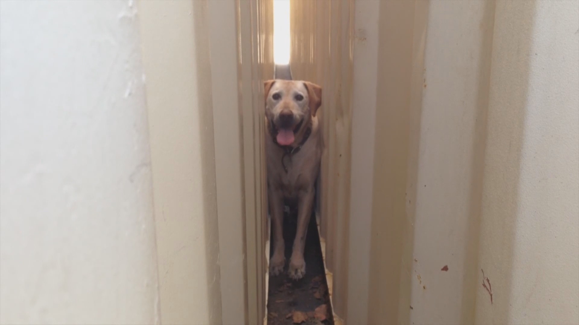 WATCH: Firefighters use Jaws of Life to rescue trapped dog - National ...