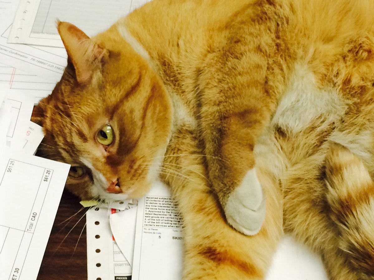 Chester the office cat unexpectedly crosses into Washington in shipping ...