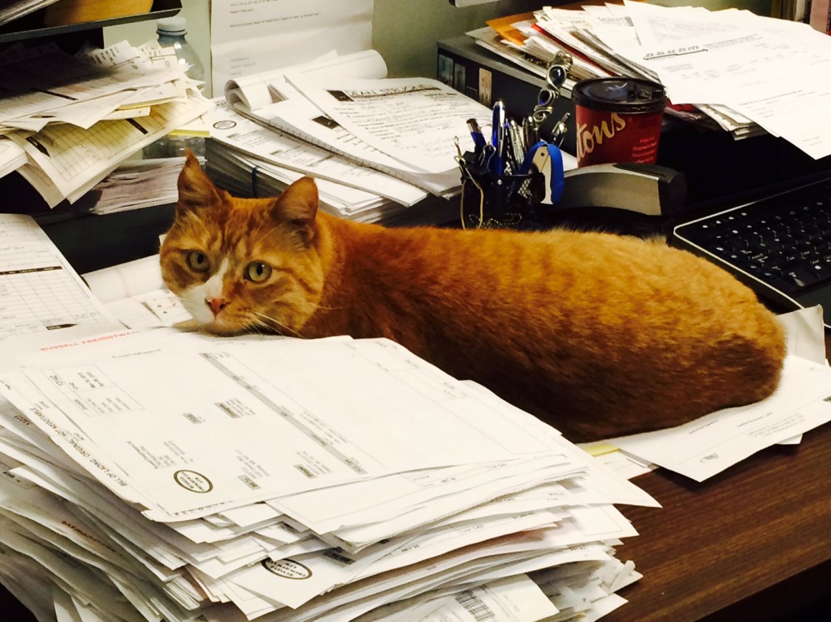 Chester the office cat unexpectedly crosses into Washington in shipping ...