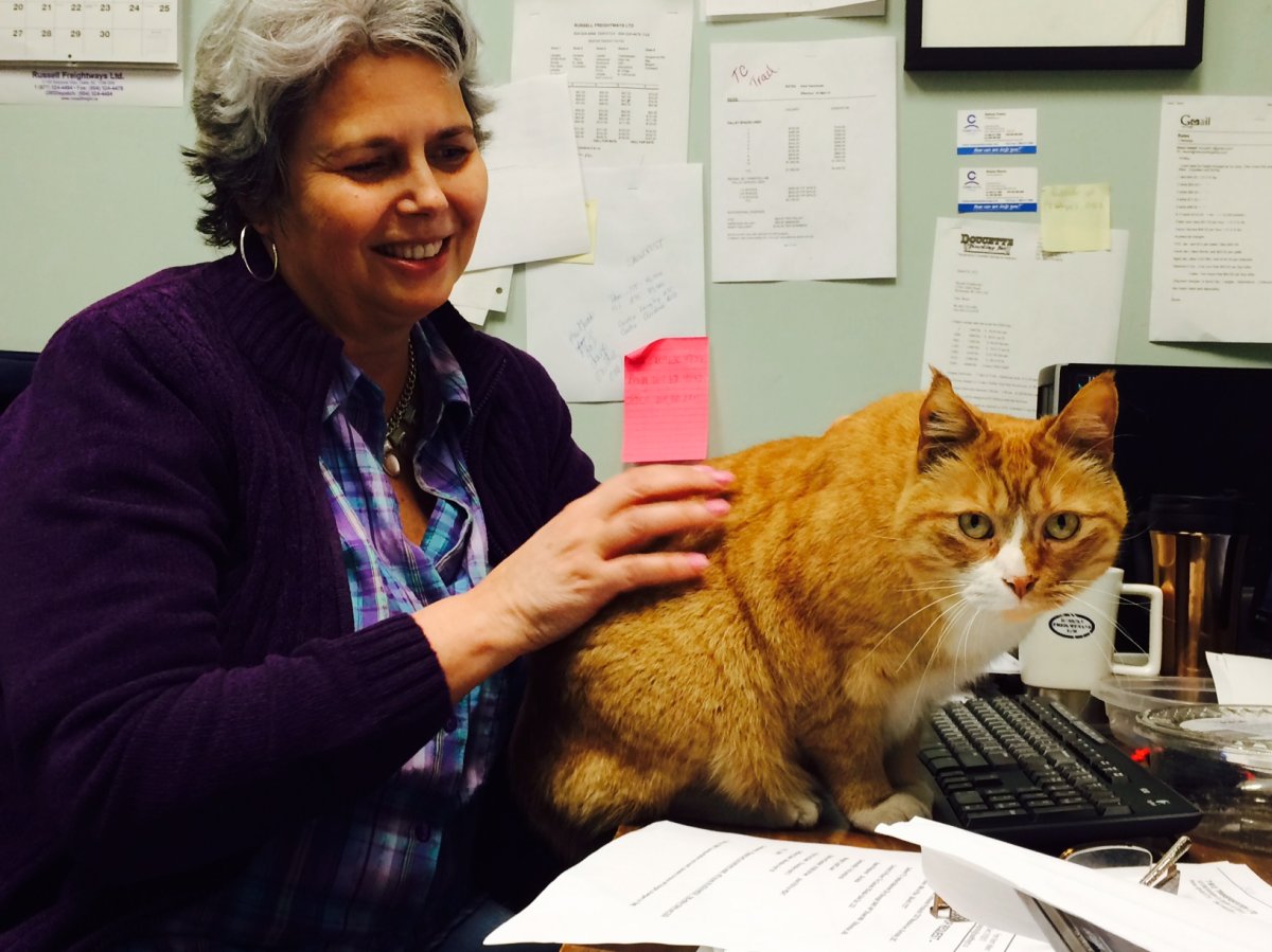 Chester the office cat unexpectedly crosses into Washington in shipping ...