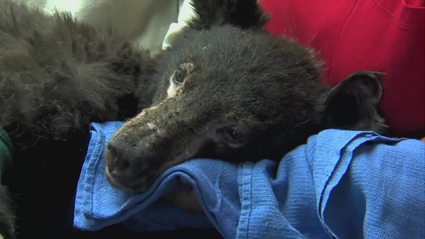 WATCH: Cinder the burned black bear preparing for return to the wild ...