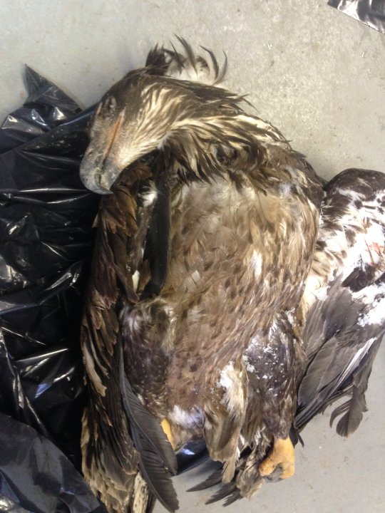 16 eagles found shot, killed in South Cariboo region | Globalnews.ca