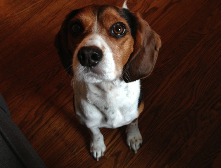 Is your dog a genius? New TV series tests pet intelligence - National ...