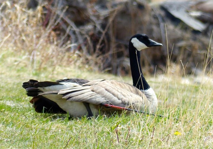 Canada goose shot with arrow proving hard to catch in Calgary park ...
