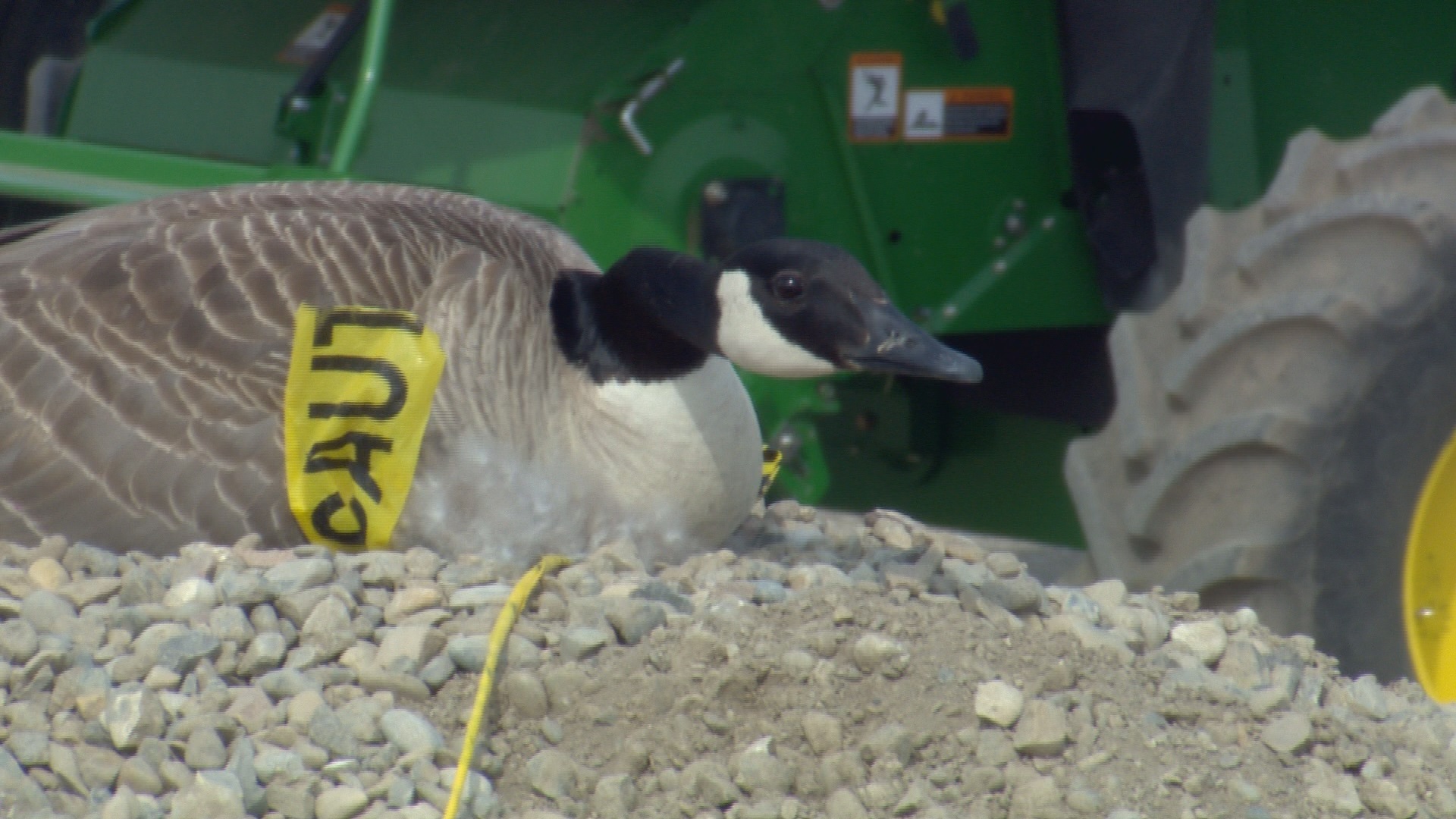 GOOSE MOUNTAIN | Globalnews.ca