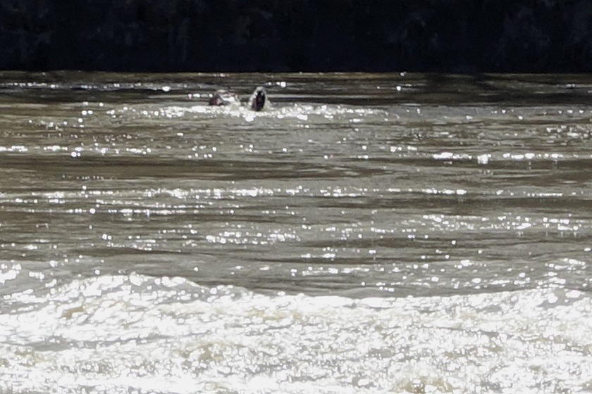 PHOTOS: Winnipeg man survives kayak capsizing near The Forks - Winnipeg ...