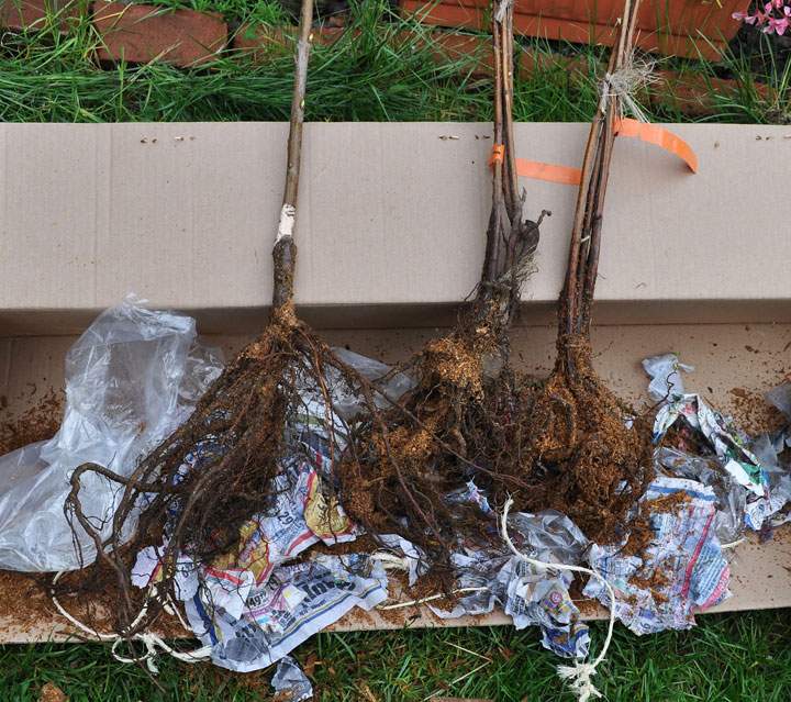 Gardening: What to watch out for when ordering plants by mail ...