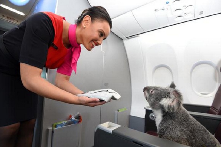 Koala class? Why these koalas travelled in style on a Qantas flight ...