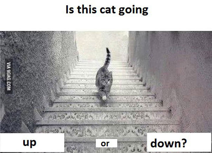 Is this cat going #UpOrDown? Internet can’t decide - National ...