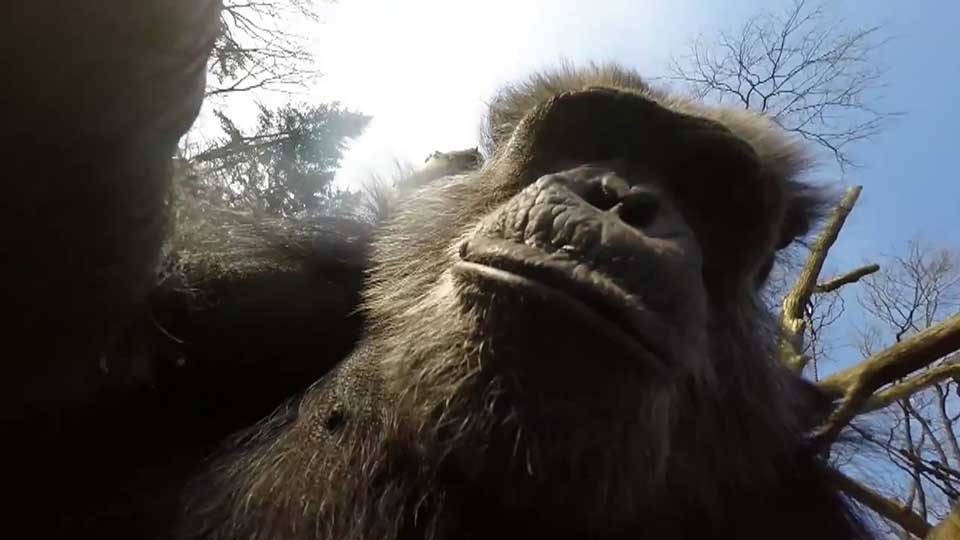 WATCH: Chimp destroys drone in brazen zoo attack - National | Globalnews.ca
