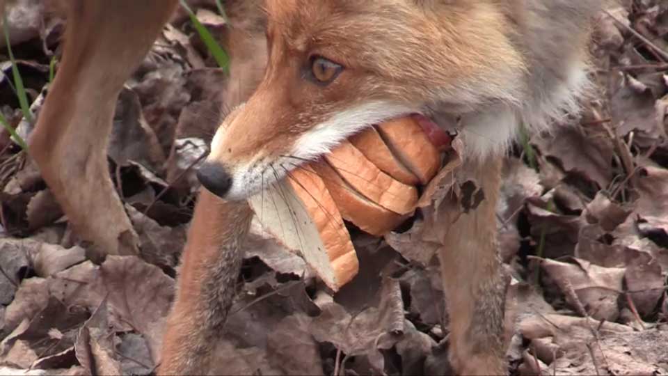 WATCH: Sandwich-making Chernobyl fox goes viral - National | Globalnews.ca