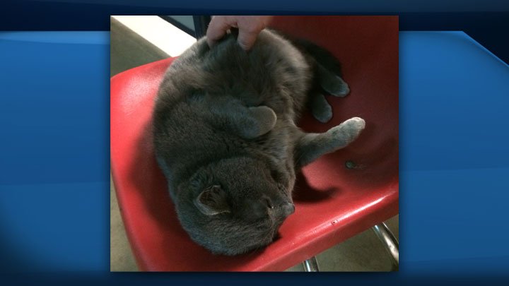 Brandt cat good for more than just mousing - Regina | Globalnews.ca