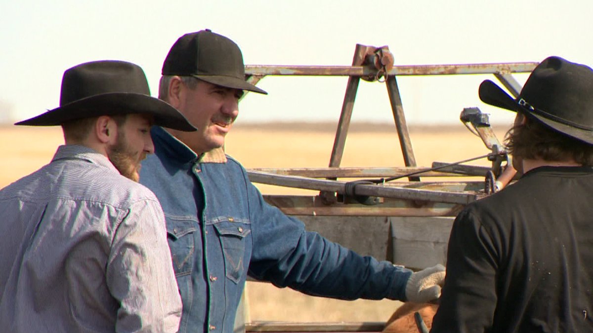 Alberta cowboy Bryn Roy brings rodeo determination to the CFL ...