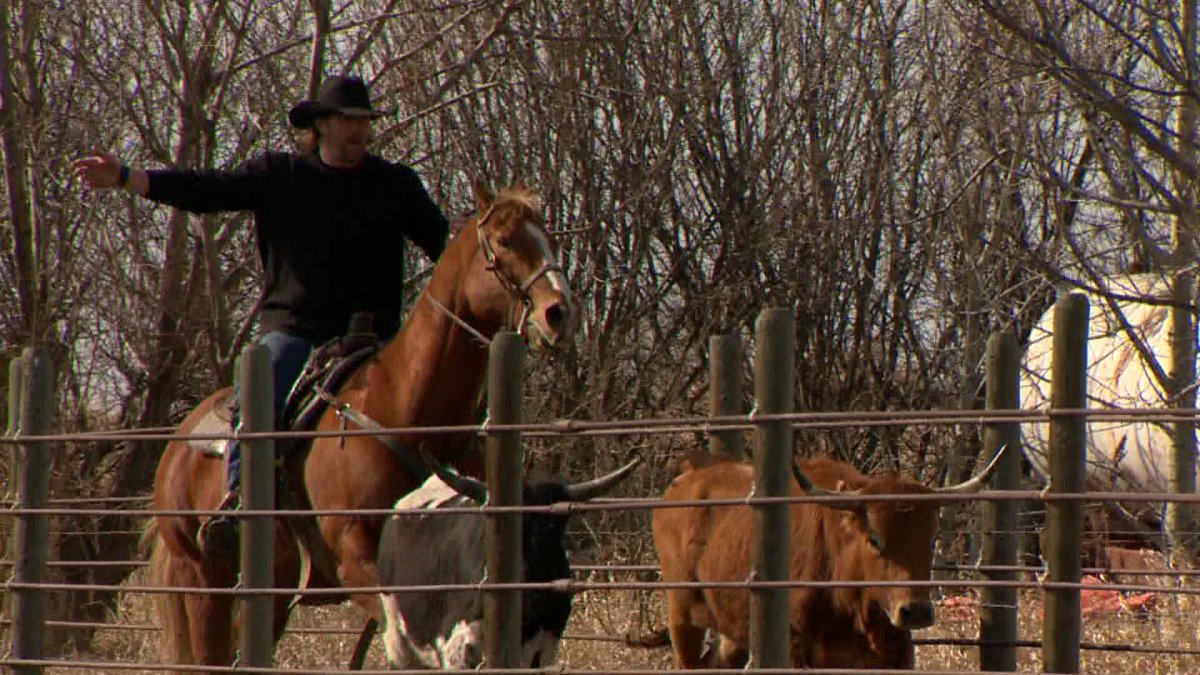 Alberta cowboy Bryn Roy brings rodeo determination to the CFL ...