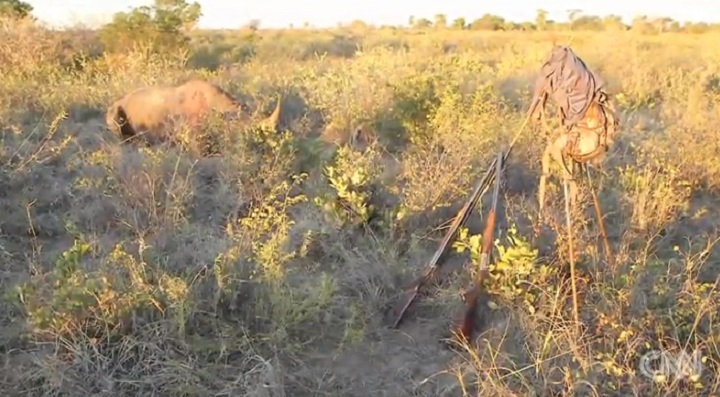 Conservation hunt? Corey Knowlton paid $350K to kill endangered black ...