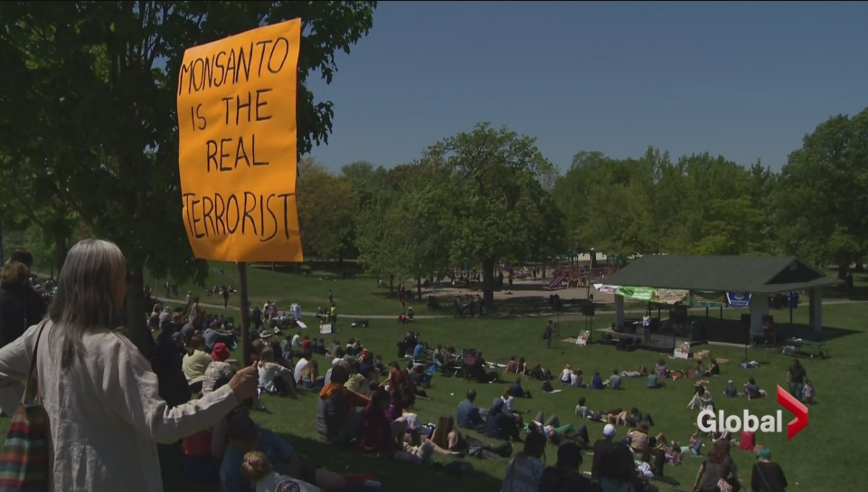 Anti-GMO protesters march against Monsanto in Canada and around the ...
