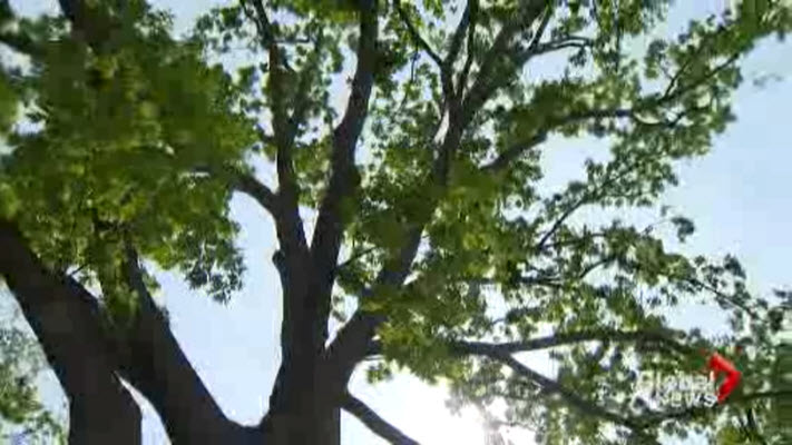Toronto community fights to save 200-year-old oak tree - Toronto ...